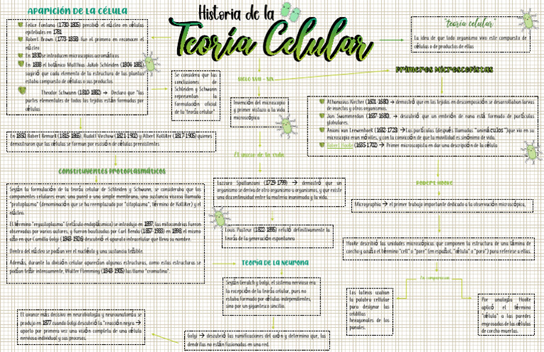Mapa Conceptual #1 | PDF | Biología Celular) | Nucleo celular