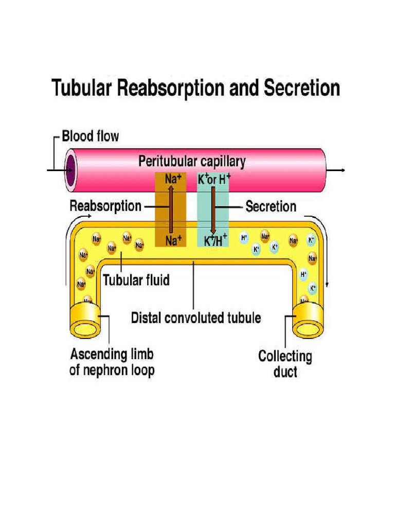 Sesi N 12 - Introducci N | PDF