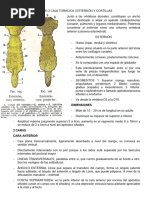 Región Esternal | PDF | Sistema esquelético | Anatomía humana