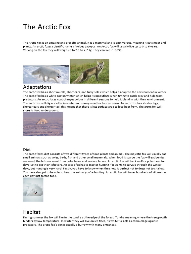 Arctic Fox: Adaptations, Diet, Habitat | PDF