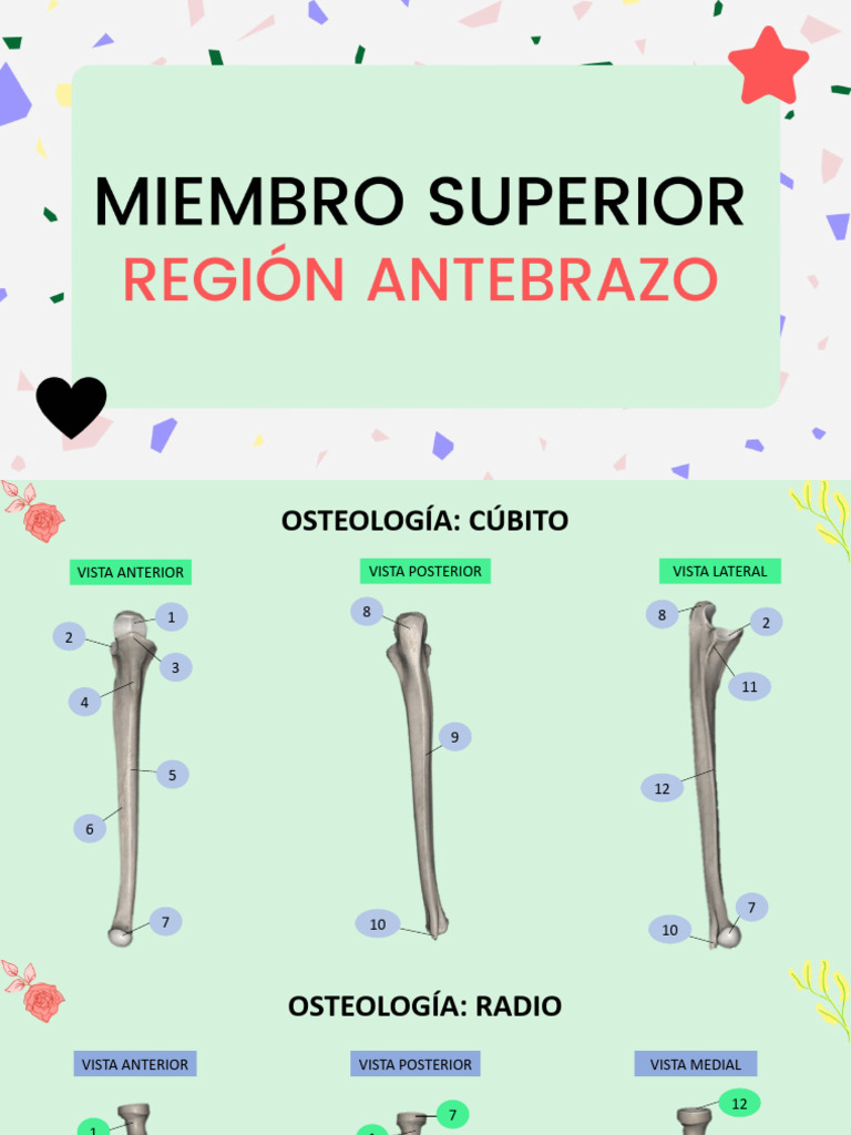 Anatomía del Cúbito y Radio: Músculos y Vistas | PDF | Extremidades ...