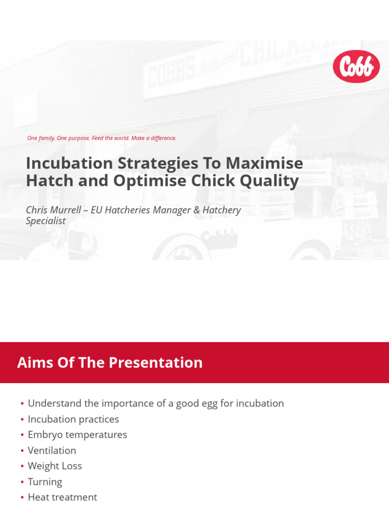 Optimizing Chick Quality Through Incubation | PDF