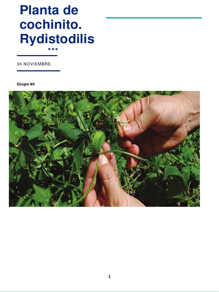Guía sobre la planta cochinito en El Salvador | PDF | Fertilizante ...