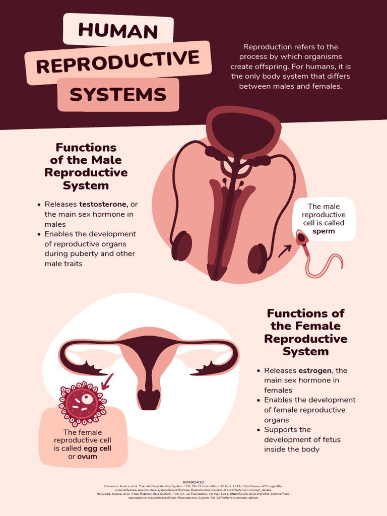 Functions of The Human Reproductive Systems Science Poster in Maroon ...