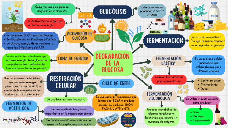 Mapa Mental-Degradación de La Glucosa | PDF