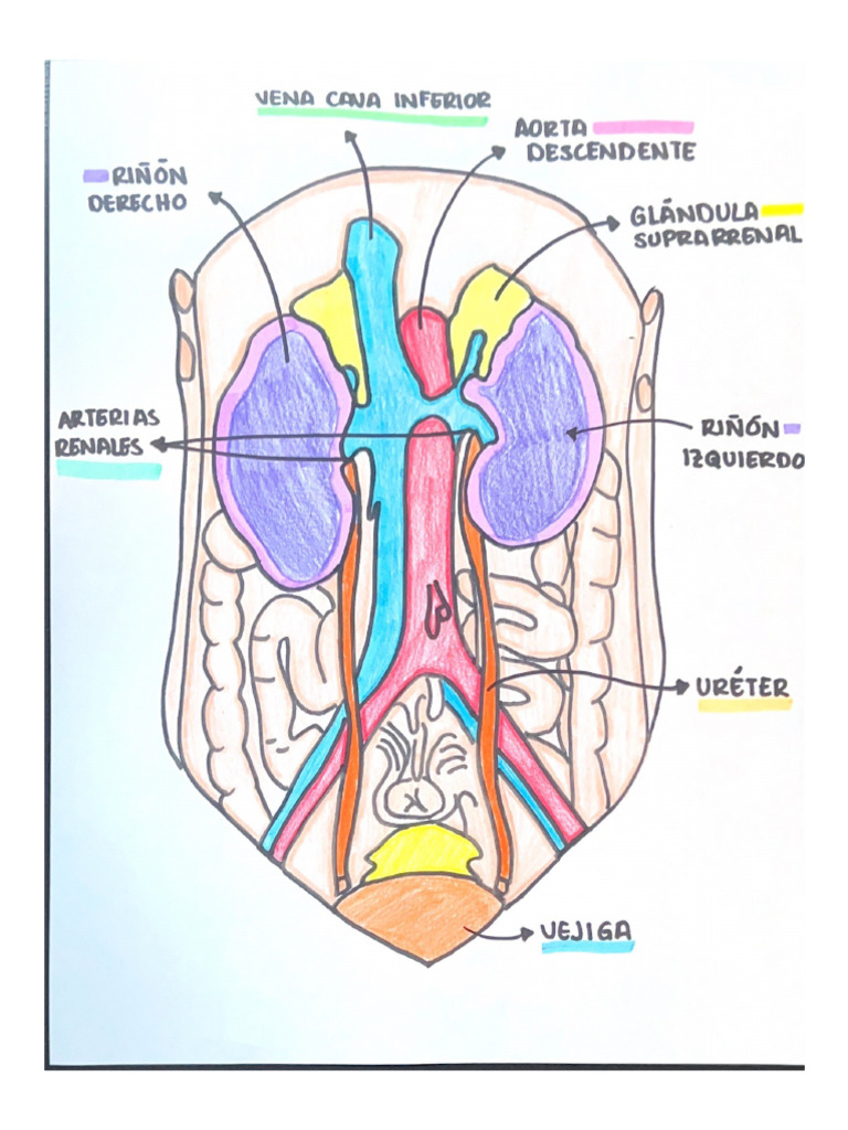 Sistema Urinario XC | PDF