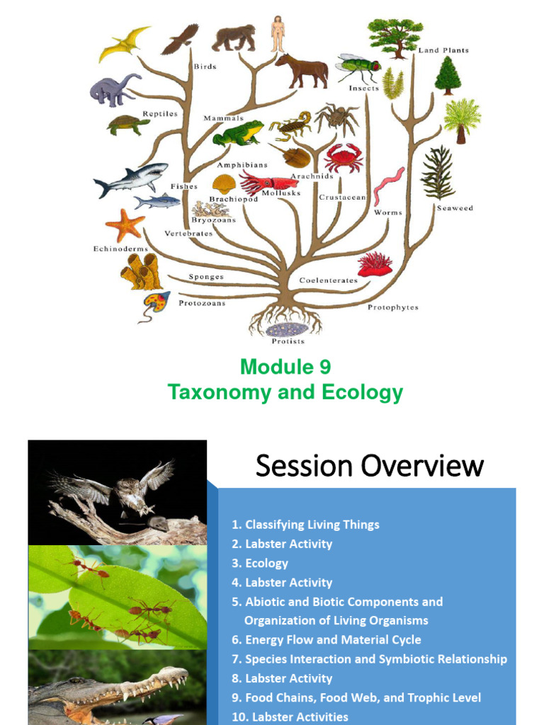 Module 9 Taxonomy and Ecology | PDF | Food Web | Ecology