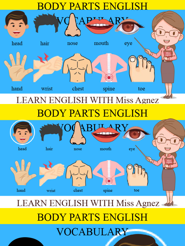 English Body Parts Vocabulary | PDF | Buttocks | Human Anatomy