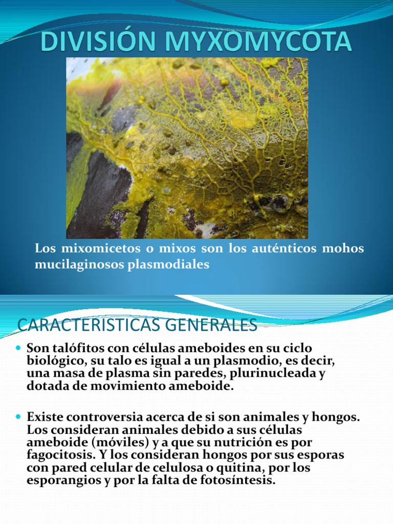 Características de los Mixomicetos | PDF | Biología | Naturaleza