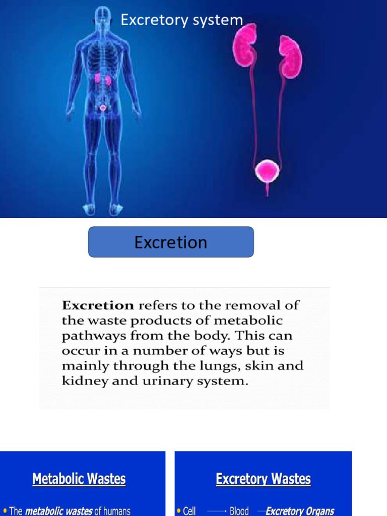 excretion | PDF