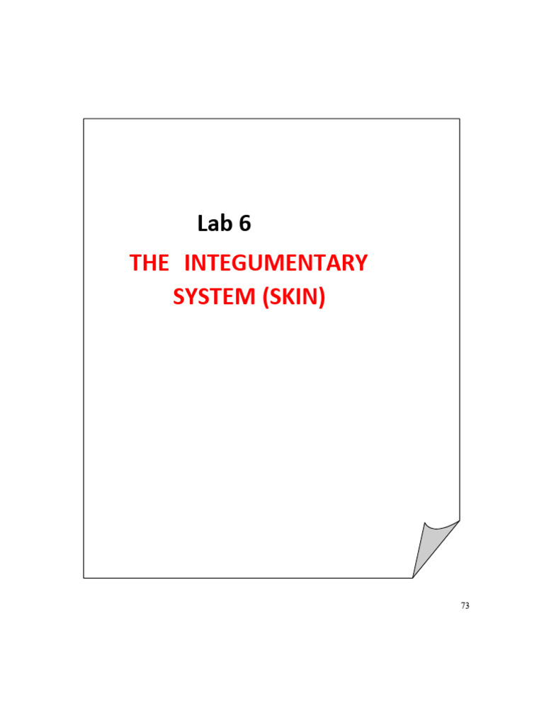 Skin | PDF | Skin | Epithelium