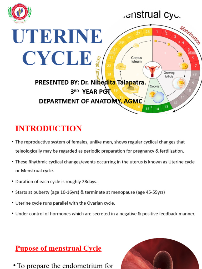 Uterine Cycle | PDF | Menstrual Cycle | Uterus
