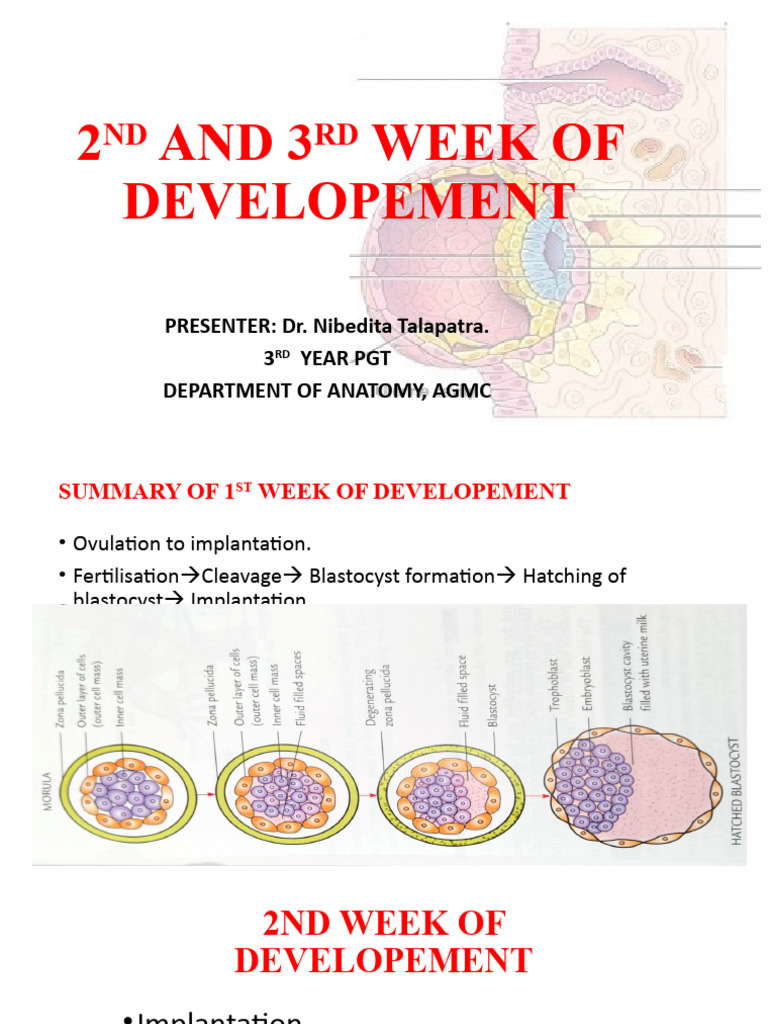 Embryonic Development Weeks 2-3 | PDF | Morphology (Biology ...