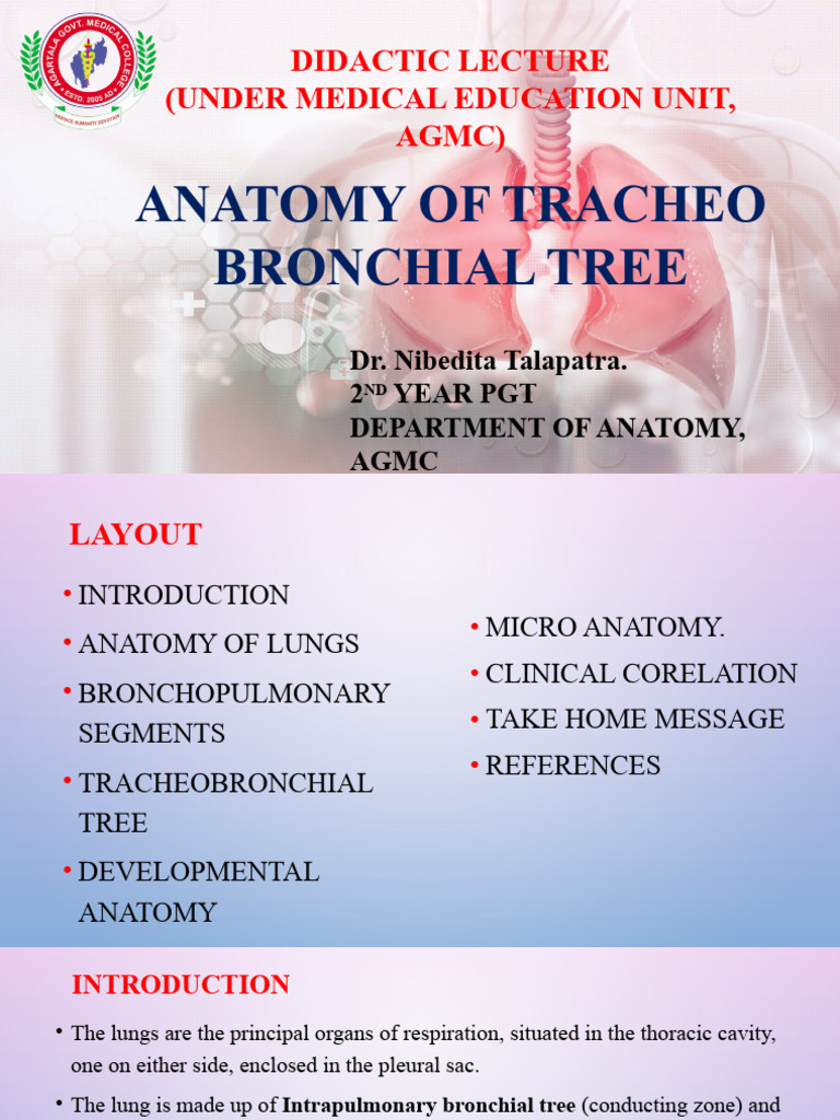 Anatomy of the Tracheobronchial Tree | PDF | Lung | Respiratory Tract