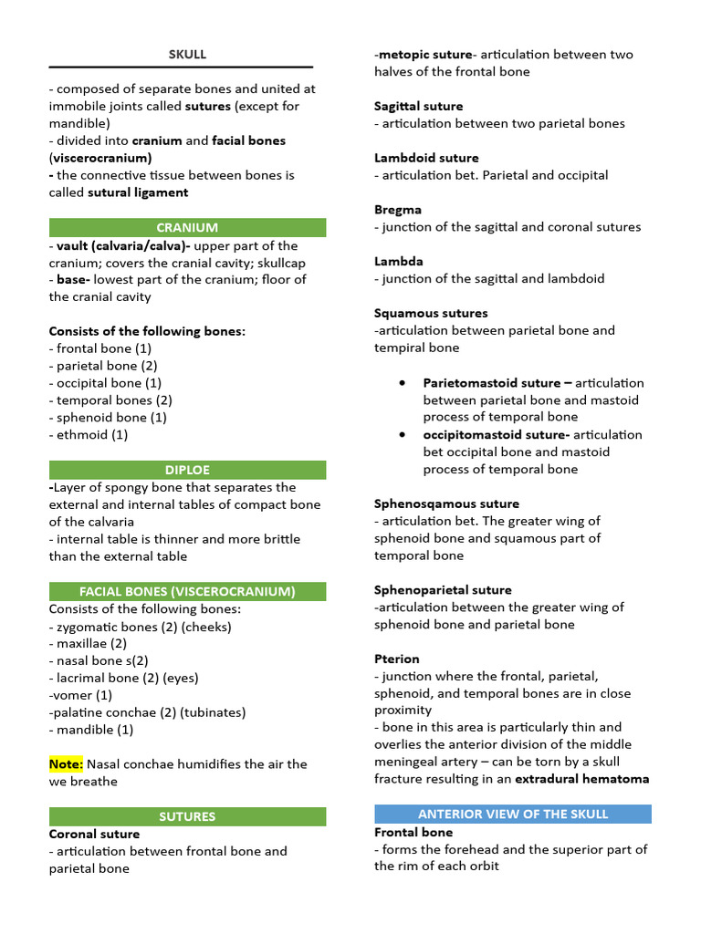 Skull | PDF | Skull | Skeletal System