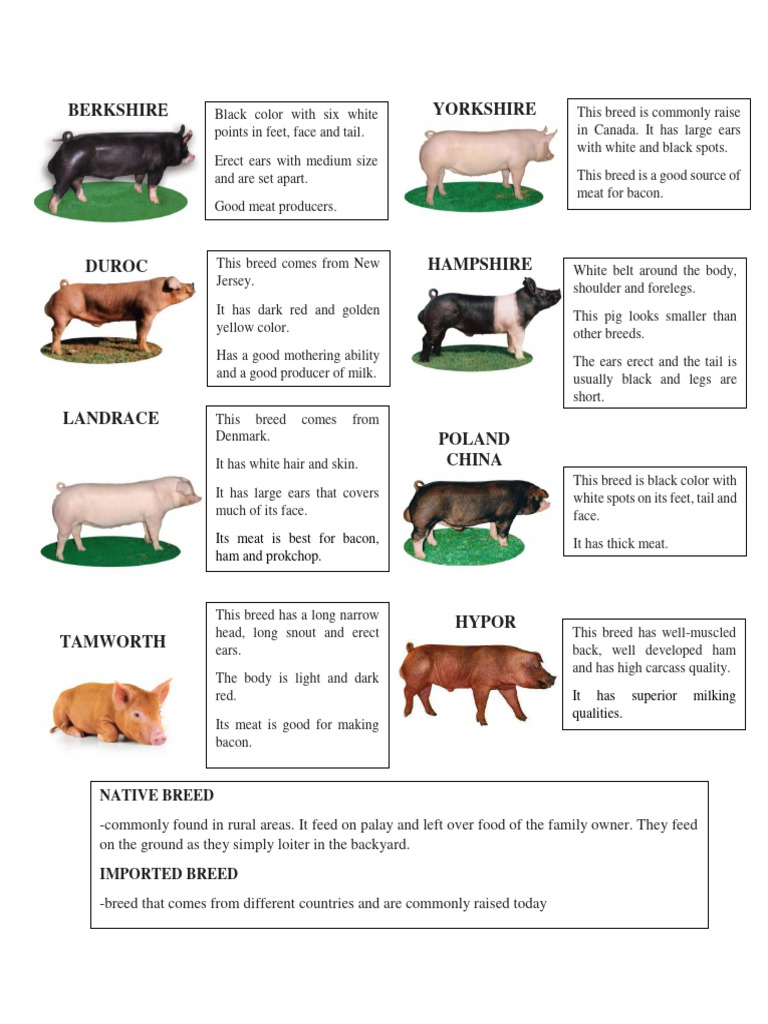 Poland China Pig Breed Overview | PDF | Cooking, Food & Wine | Home ...