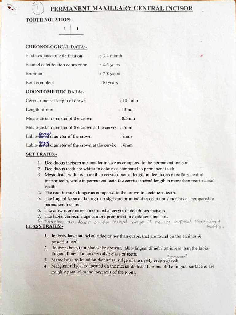 Permanent Maxillary Central Incisors | PDF