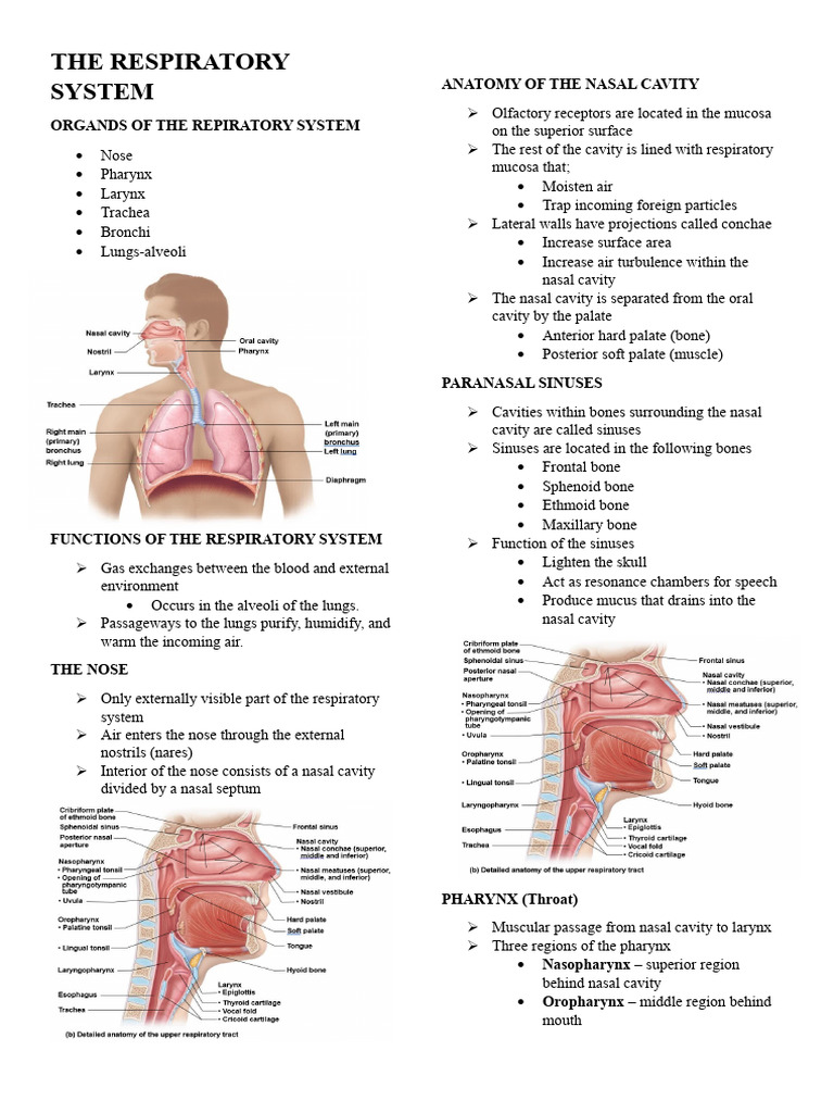 A.S.a Chapter 12 - The Respiratory System | Download Free PDF | Lung ...