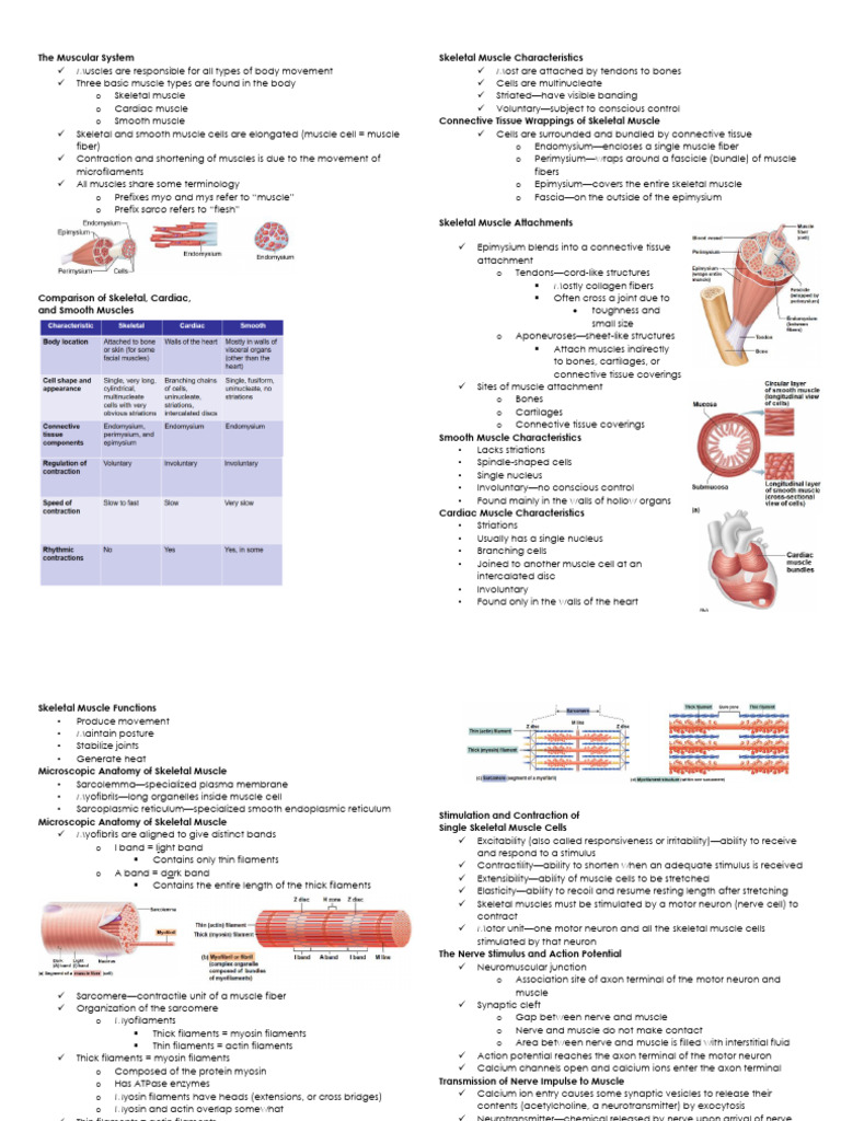Chapter 6 - The Muscular System Reviewer | PDF | Muscle Contraction ...