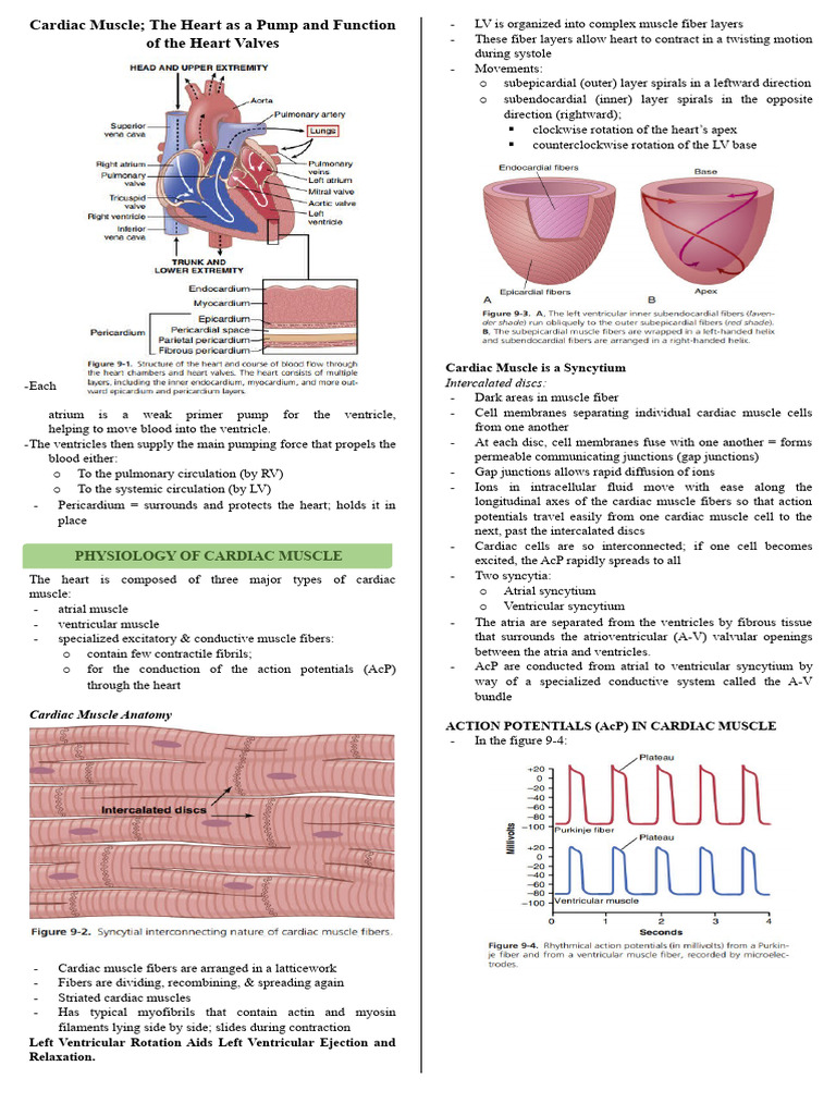 PHYSIO Cardiac Muscle and Heart As A Pump | PDF | Cardiac Muscle | Diastole