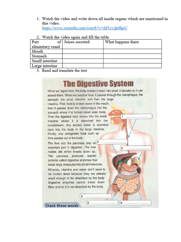 Digestive System | PDF