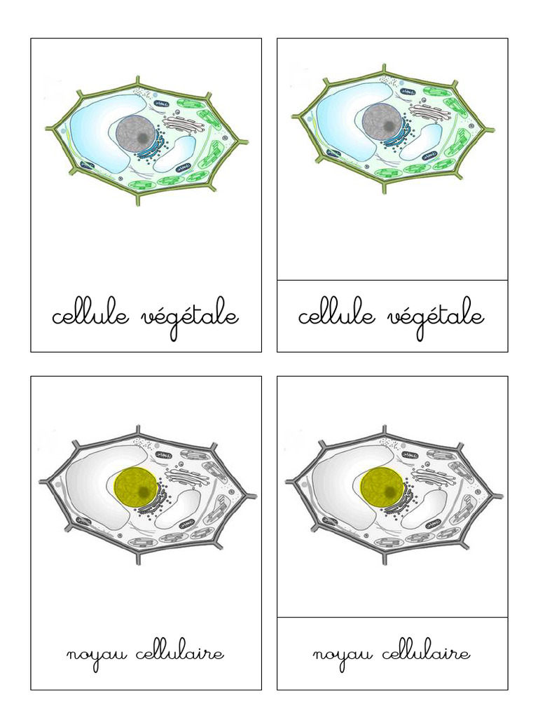 Cartes Nomenclature Cellule Vegetale | PDF | Sciences et mathématiques