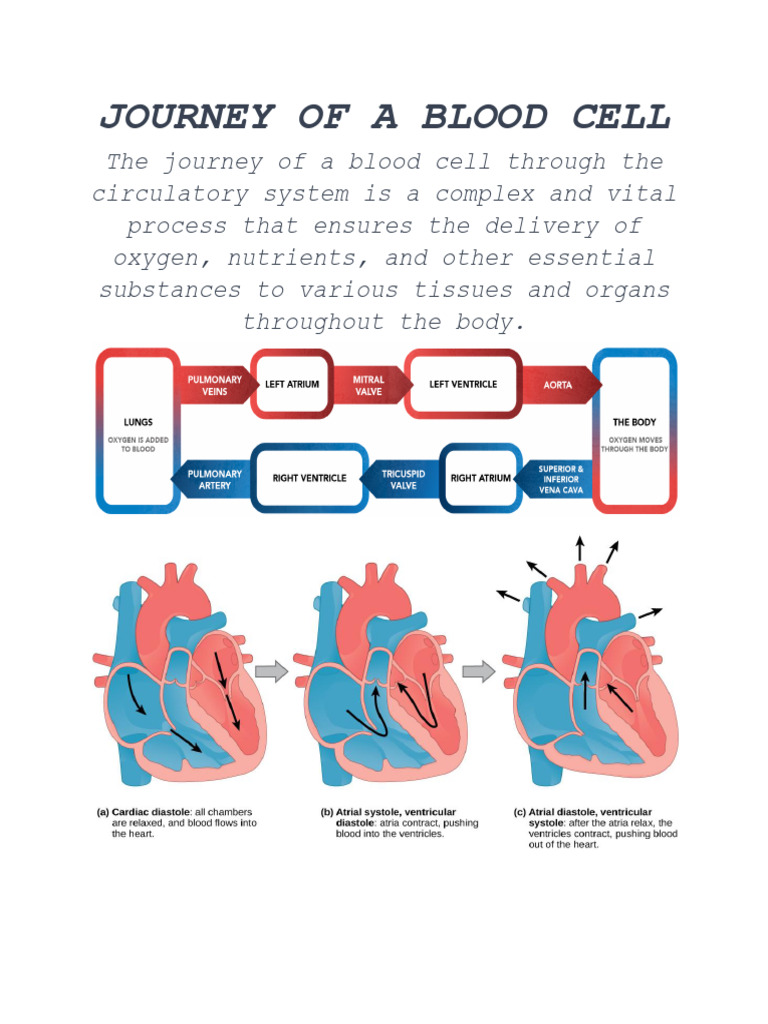 Blood Cell Journey in Circulatory System | PDF