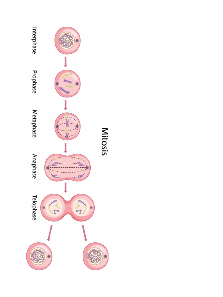 MITOSIS | PDF