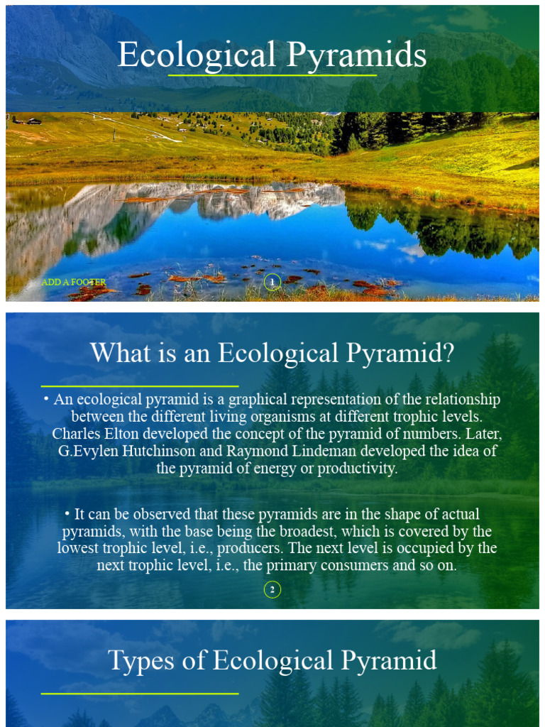 Ecological Pyramids | PDF | Food Web | Ecology