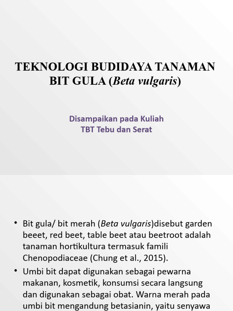 Teknologi Budidaya Tanaman Bit Gula | PDF