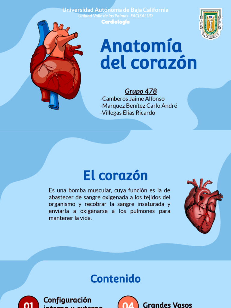 Anatomia de Corazon | PDF | Aorta | Corazón