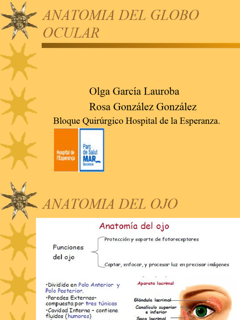 Anatomía del Globo Ocular | PDF | Ciencia y matemáticas