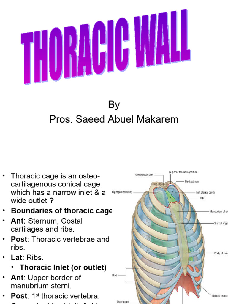 15 Thoracic Wall | PDF