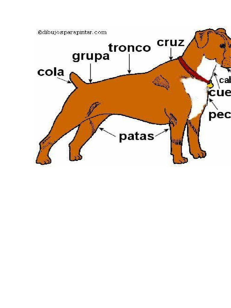 perros | PDF