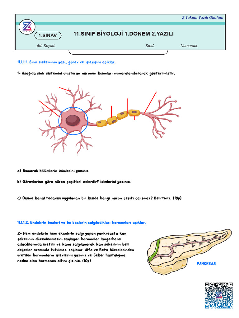 11 Sinif Biyoloji 1 Donem 2 Yazili Biosem | PDF