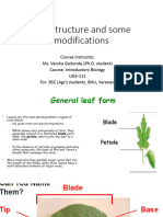 Leaf Nomenclature Cards | PDF