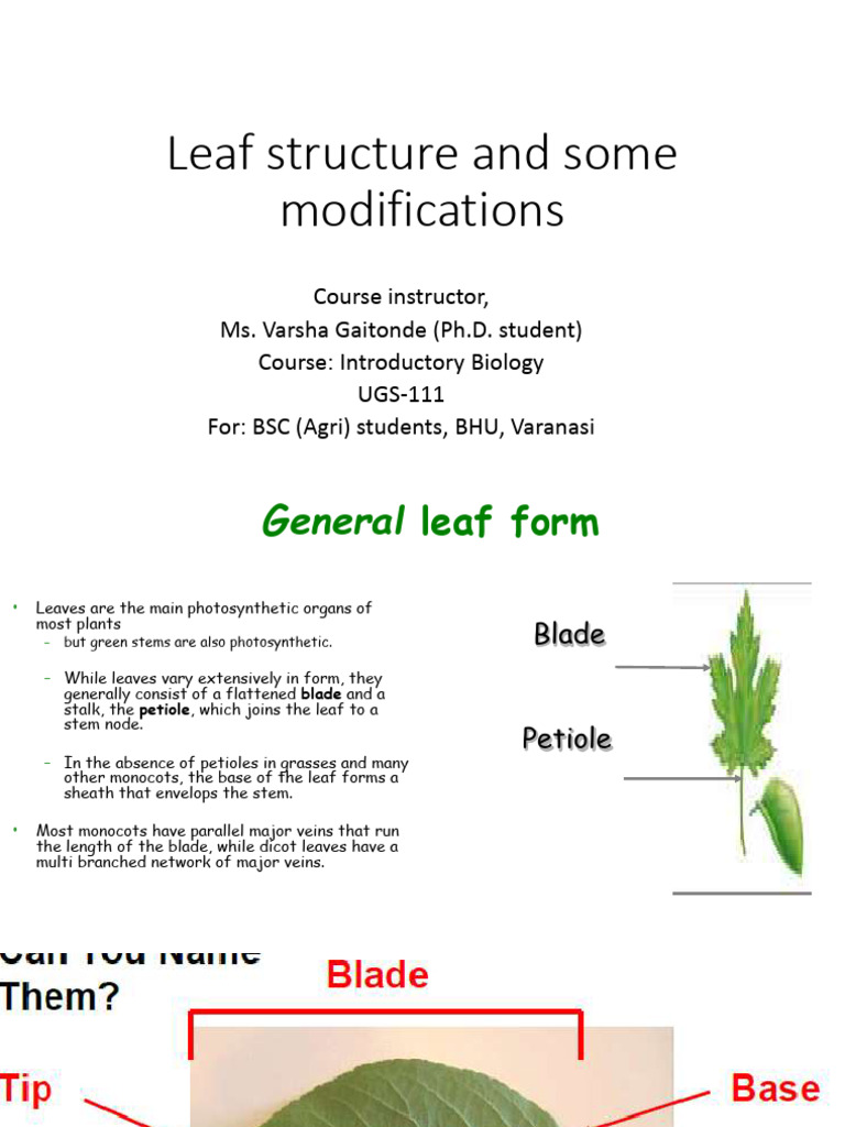Leaves | PDF | Leaf | Plants