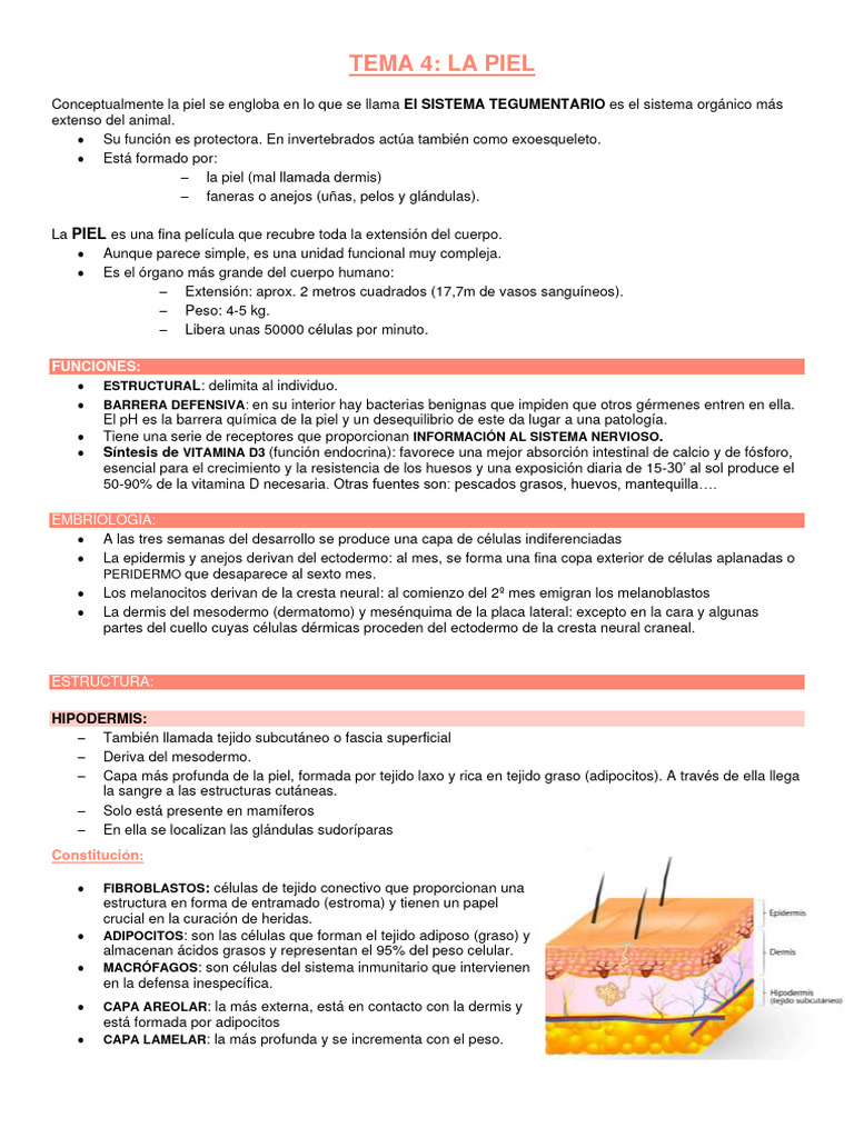 La Piel | PDF | Piel | Epidermis