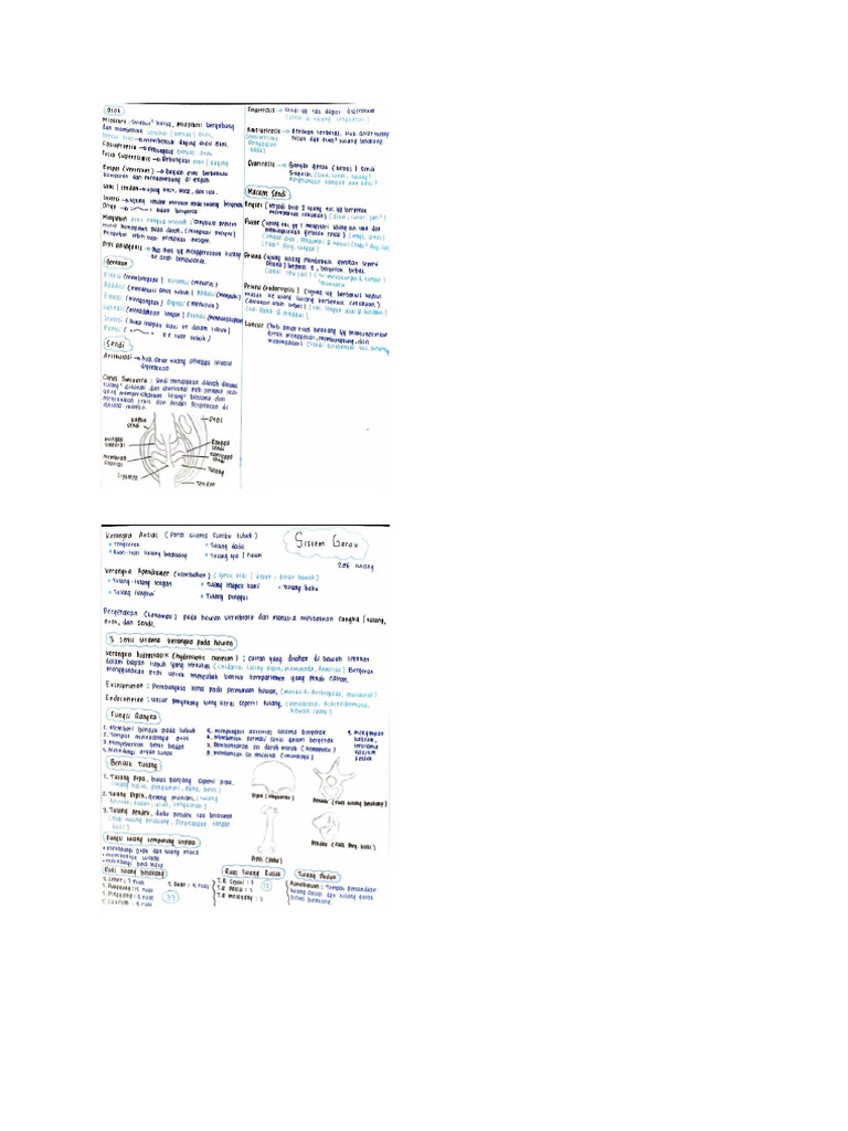 Bio Sistem Gerak | PDF