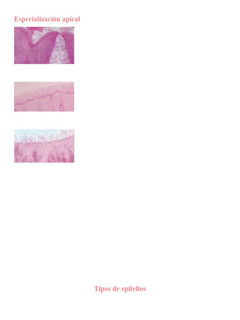 HISTOLOGÍA | PDF | Tejido conectivo | Epitelio