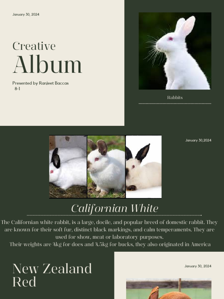 Rabbit Album | PDF | Animal Breeds | Mammals As Pets