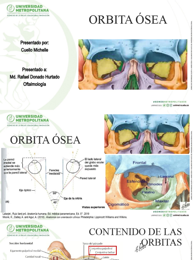 ORBITA ÓSEA Y GLOBO OCULAR | PDF | Ojo humano | Sistema visual