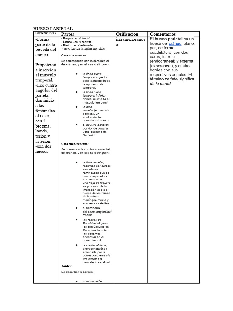 Hueso Parietal | PDF | Cráneo | Anatomía humana