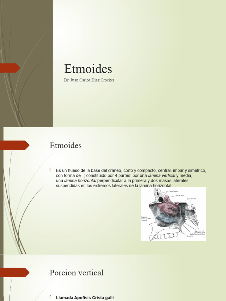 HUESO Etmoides | PDF