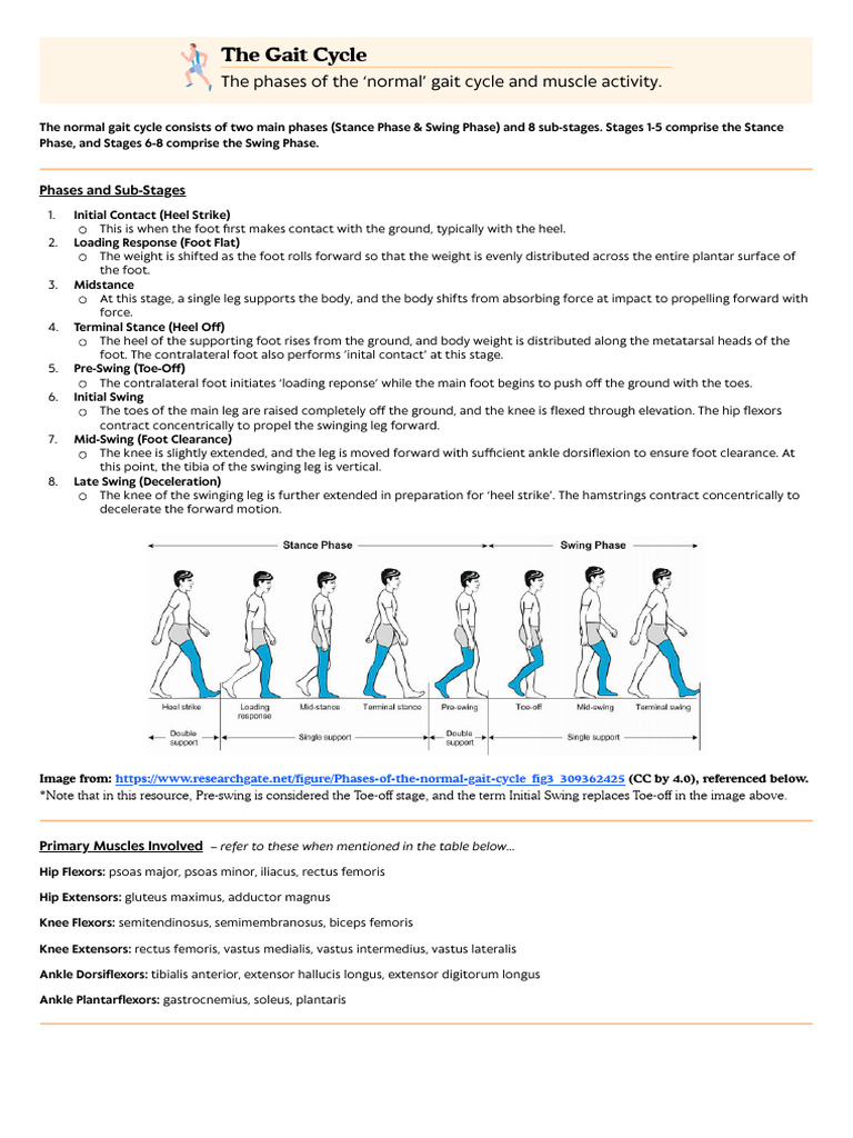 Gait Resource Humb5000 - Rebecca Ho | PDF | Foot | Anatomical Terms Of ...
