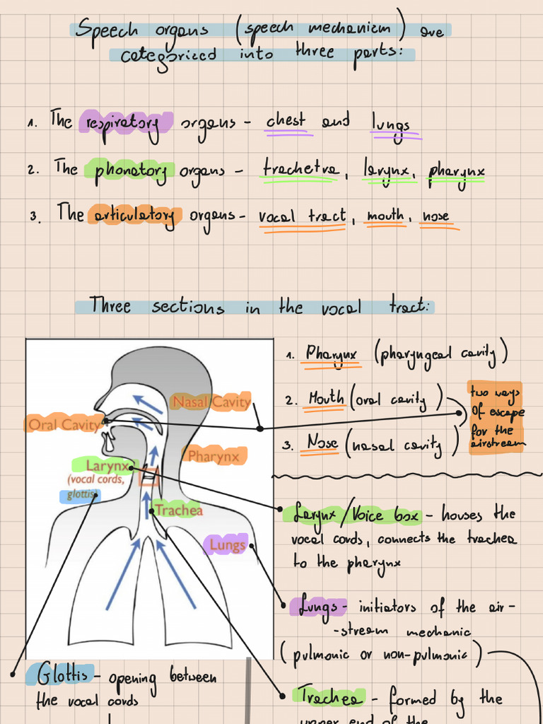 Vocal Tracts Organs of Speech - 231207 - 114421 | PDF