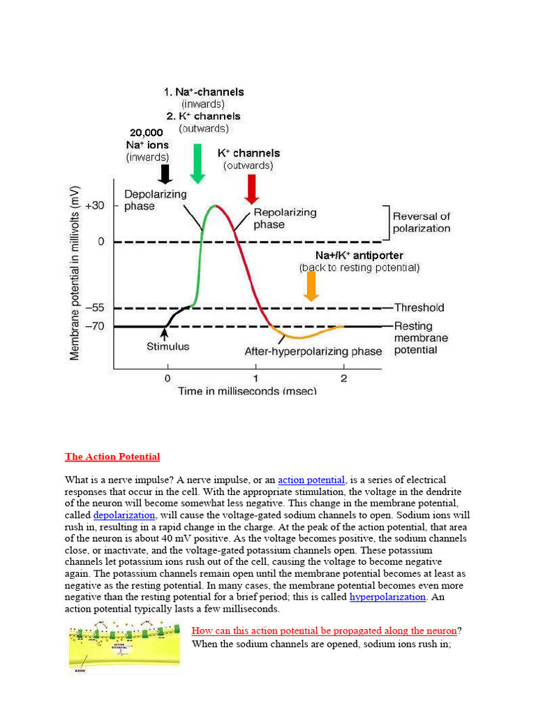 The Action Potential | PDF