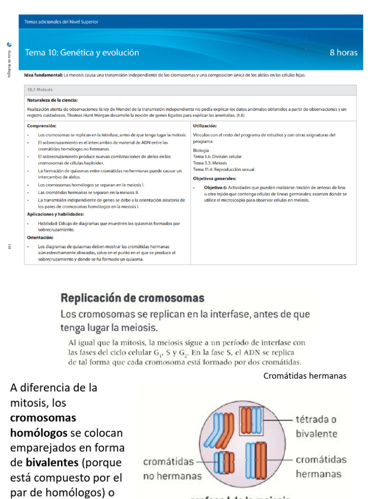 Meiosis TANS | PDF | Mitosis | Cromosoma