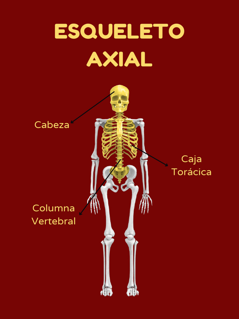 Esqueleto Axial y Apendicular | PDF | Esqueleto | Vértebra