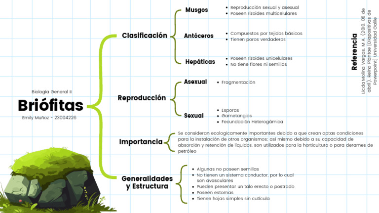 Briófitas - Cuadro Sinóptico | PDF | Musgo | Procesos biologicos